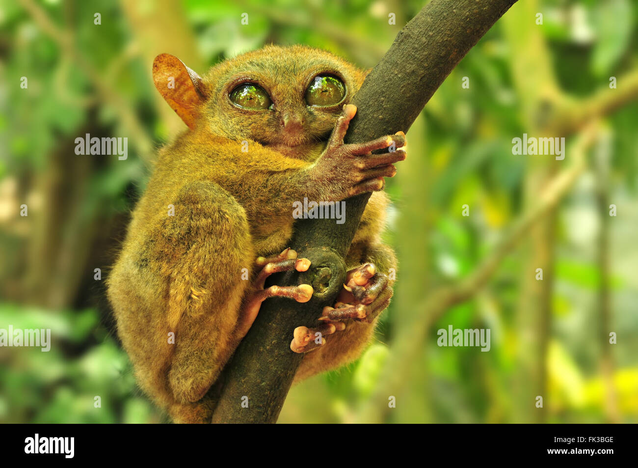 Philippines monkey hi-res stock photography and images - Alamy