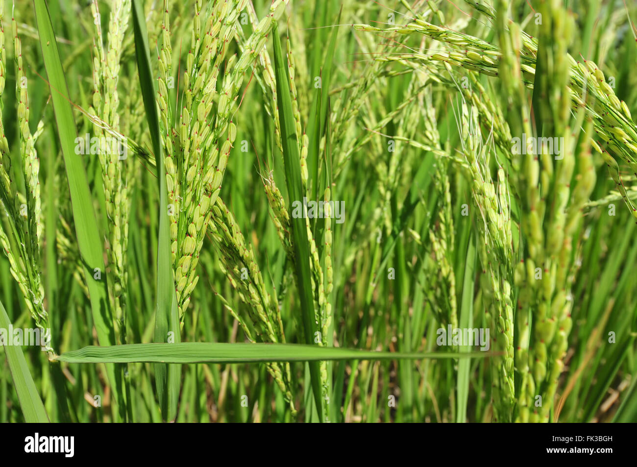 Rice paddy harvest food staple diet hi-res stock photography and images ...