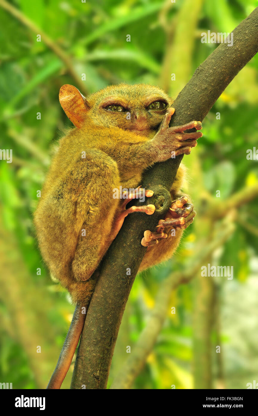 Philippines monkey hi-res stock photography and images - Alamy