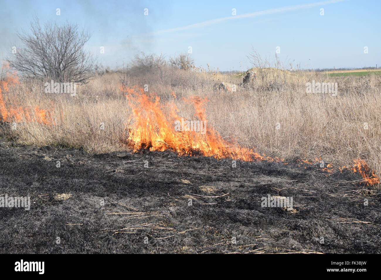 Burning dry grass and reeds. Cleaning the fields and ditches of the ...