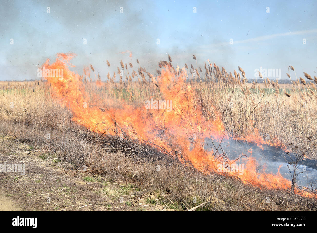 Burning dry grass and reeds. Cleaning the fields and ditches of the ...