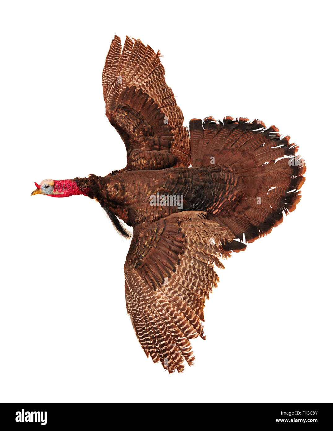 Flying wild turkey hi-res stock photography and images - Alamy