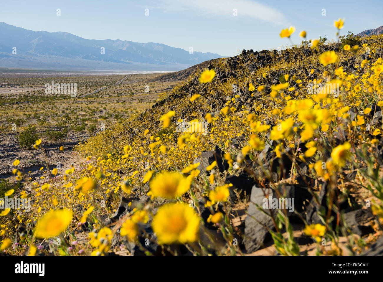 The wildflower covered roads and valley floor in Death Valley National ...