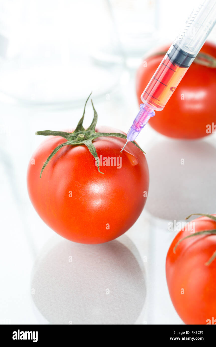 eating genetic modification red tomato laboratory glassware agriculture ...