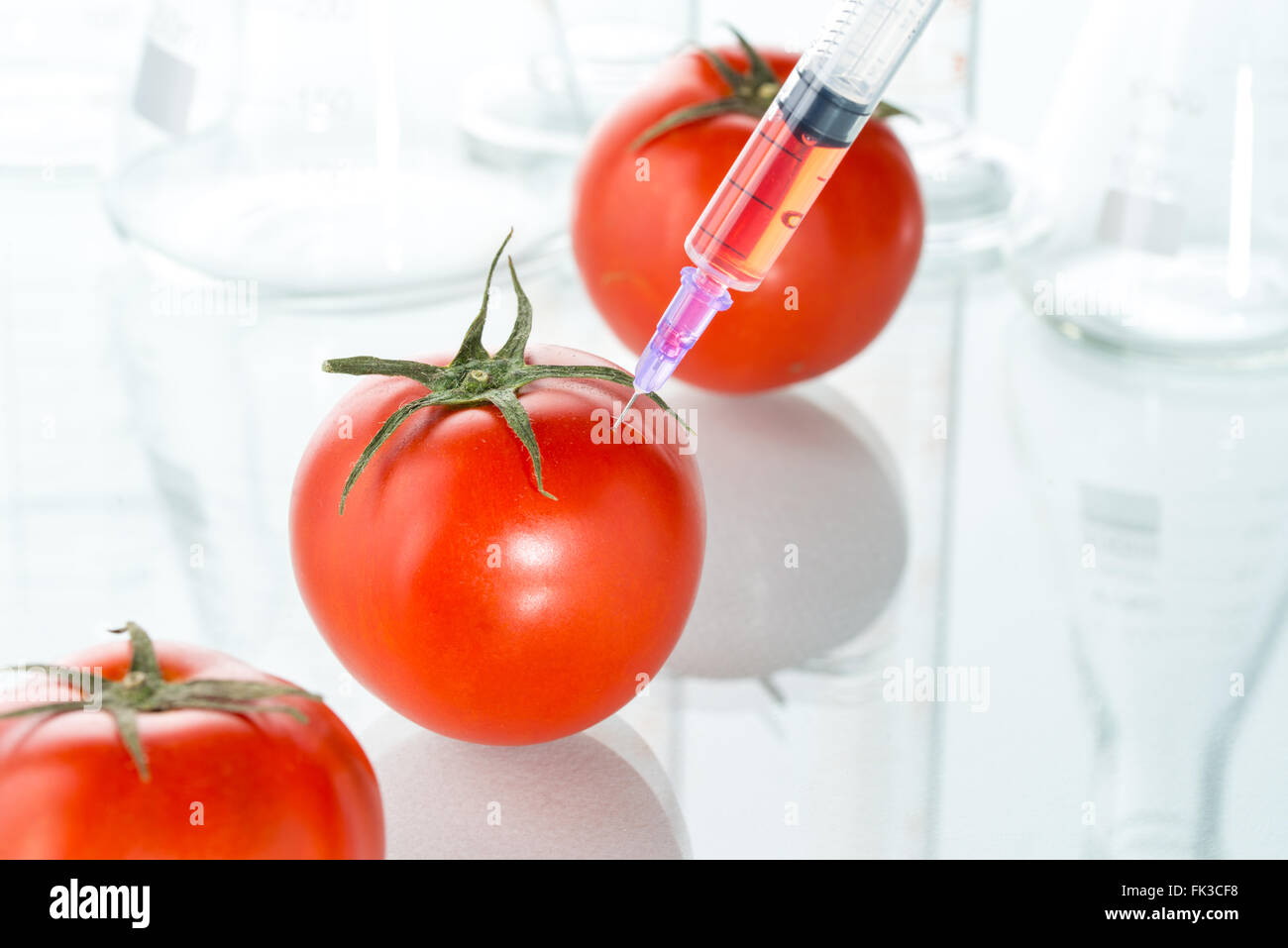 eating genetic modification red tomato laboratory glassware agriculture ...