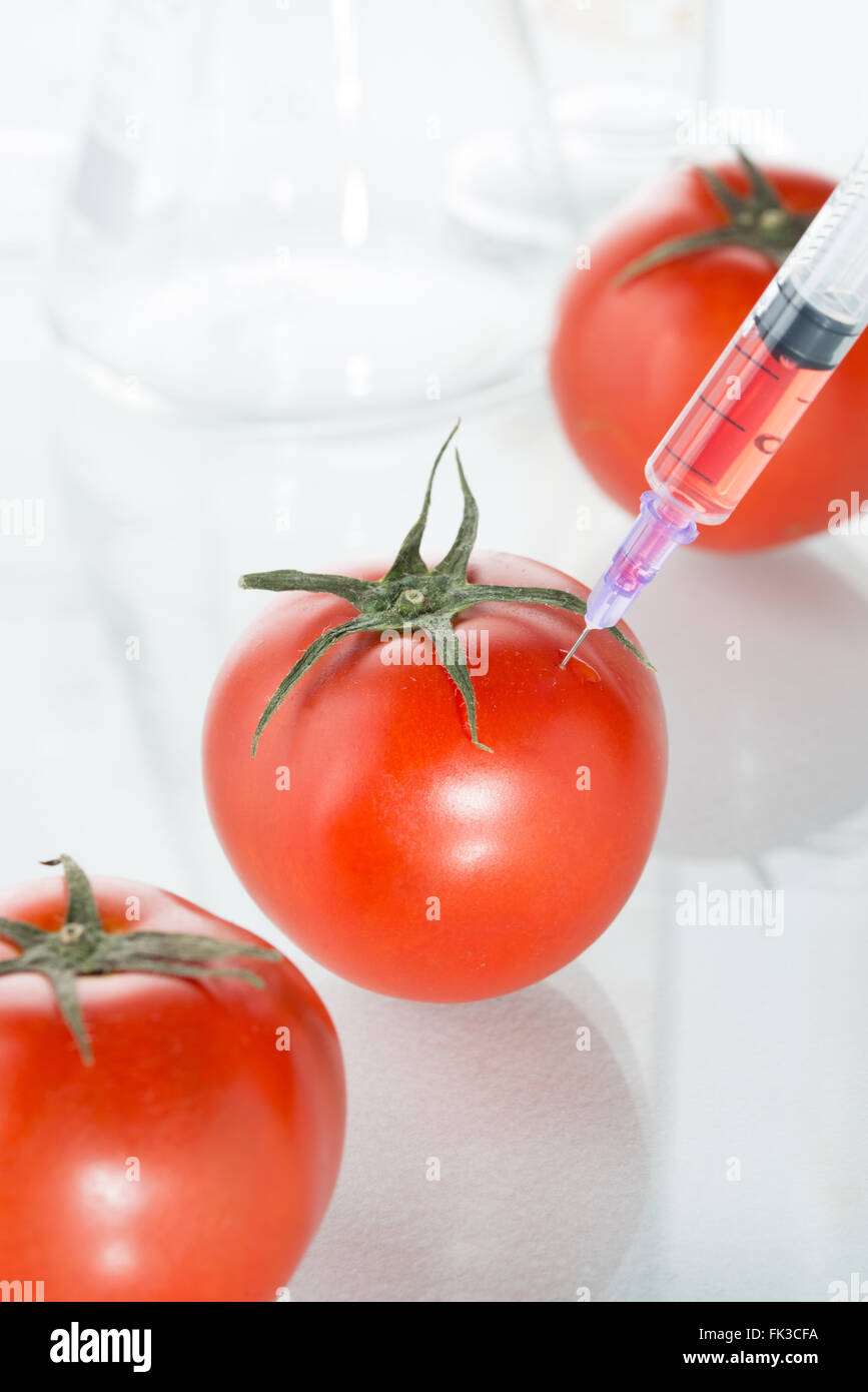 eating genetic modification red tomato laboratory glassware agriculture ...