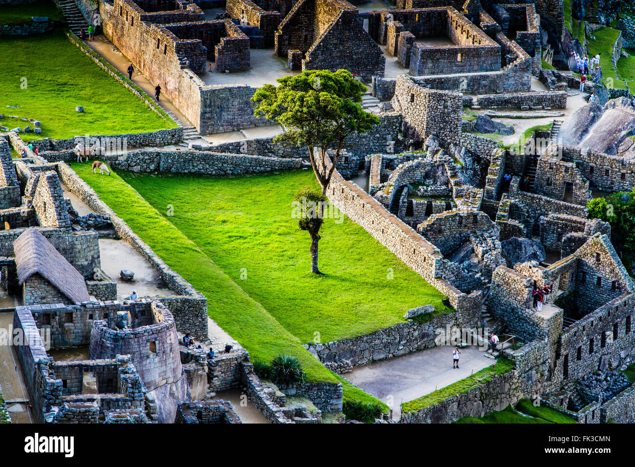 Inca tree machu picchu hi-res stock photography and images - Alamy
