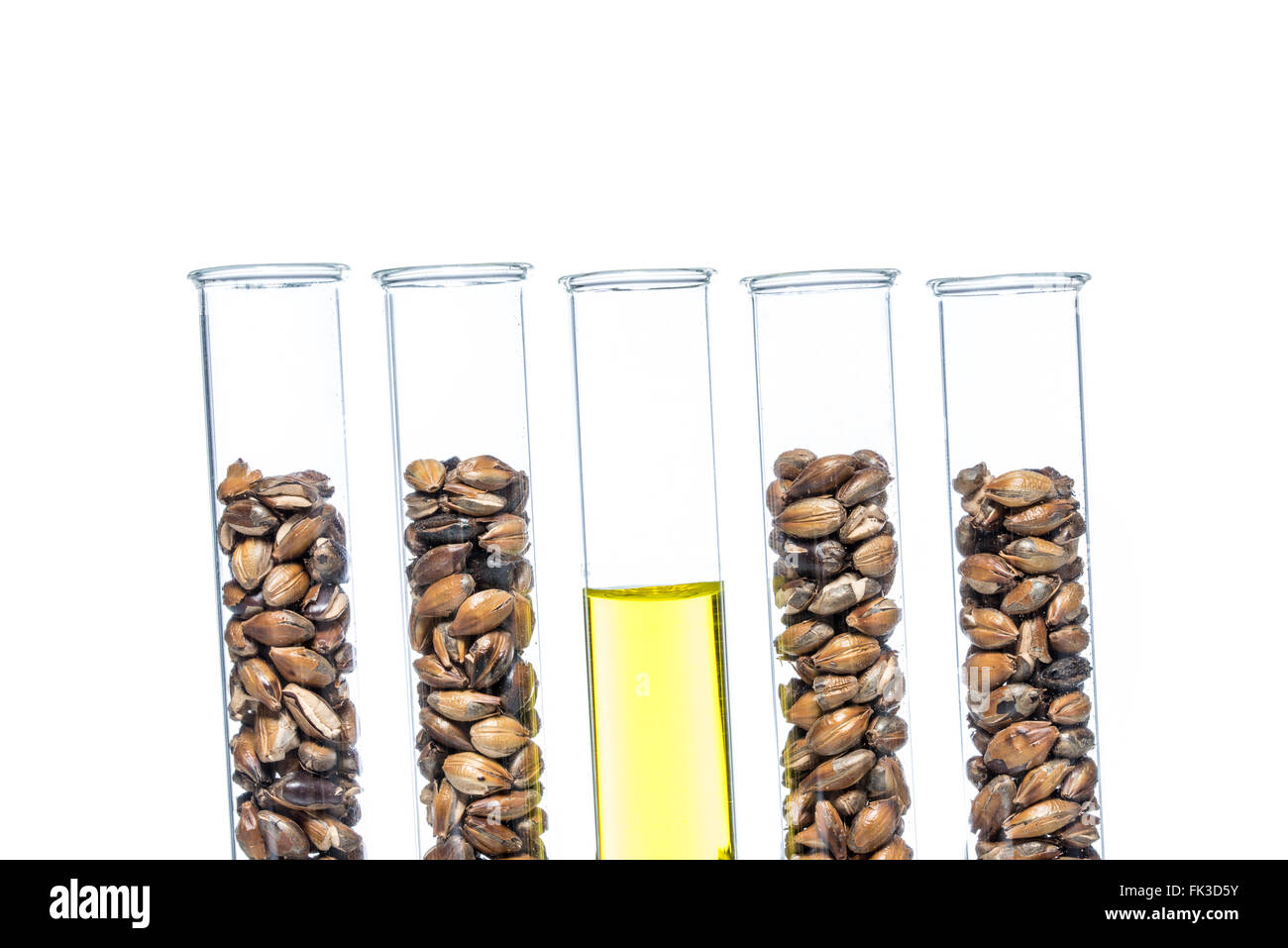 Wheat genetically modified, Plant Cell, science Stock Photo - Alamy