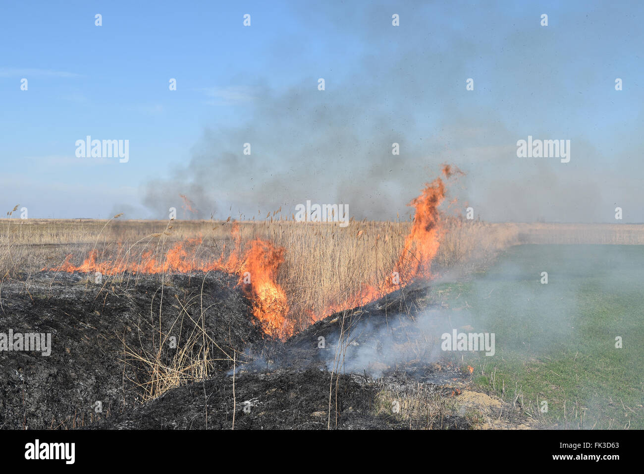 Burning dry grass and reeds. Cleaning the fields and ditches of the ...