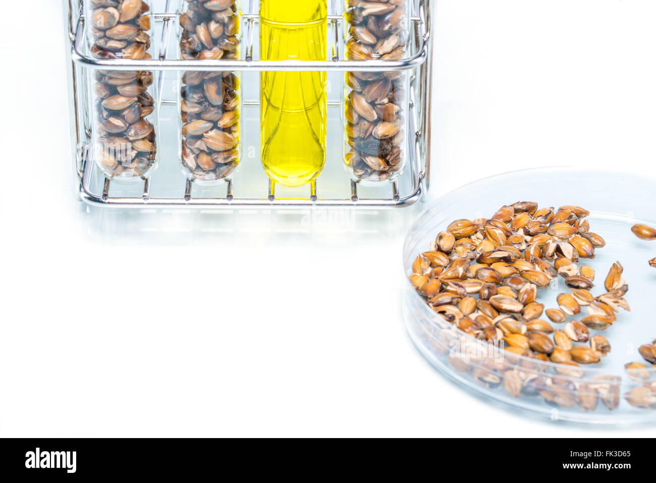 Wheat genetically modified, Plant Cell, science Stock Photo - Alamy