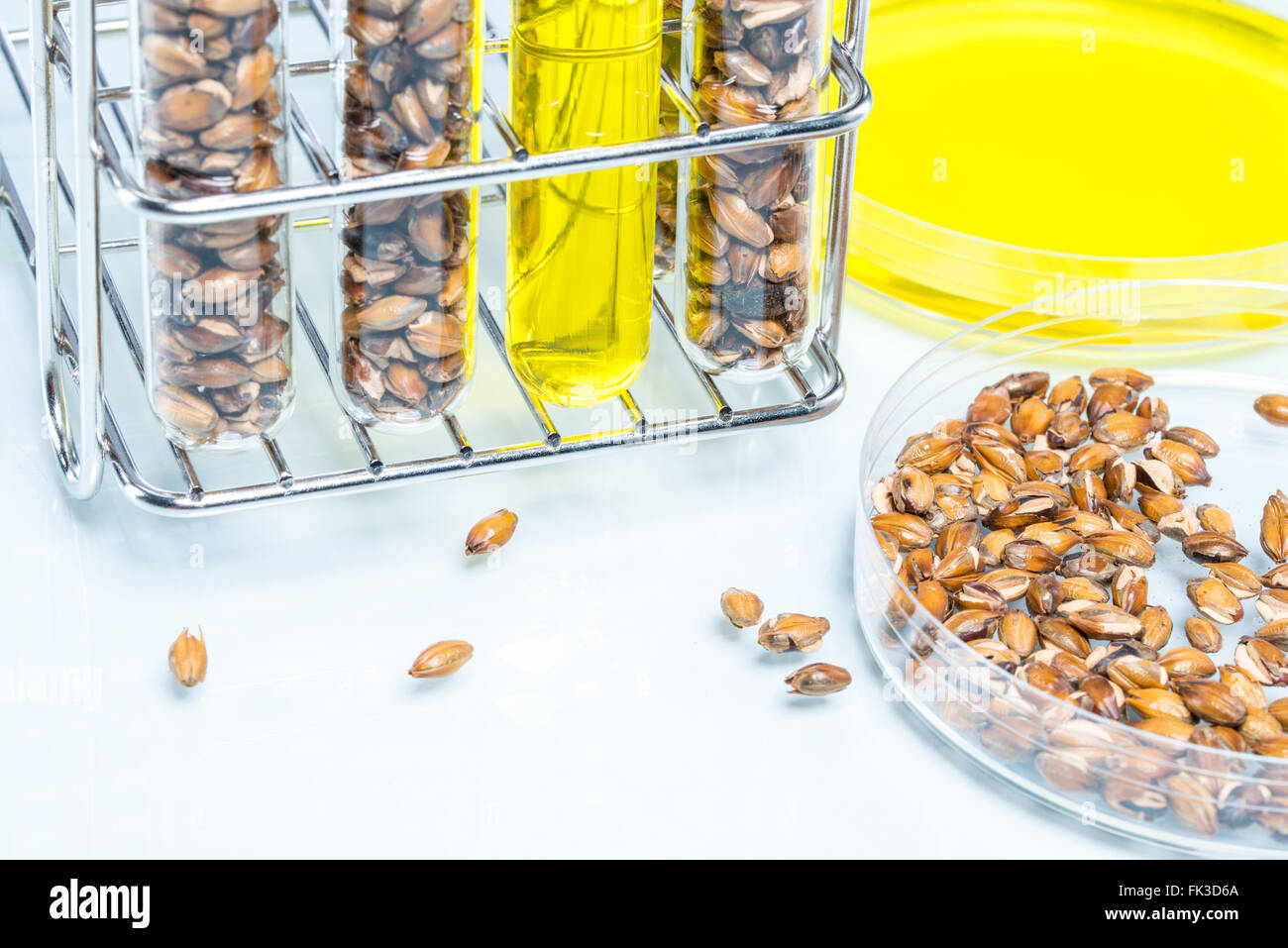 Wheat genetically modified, Plant Cell, science Stock Photo - Alamy