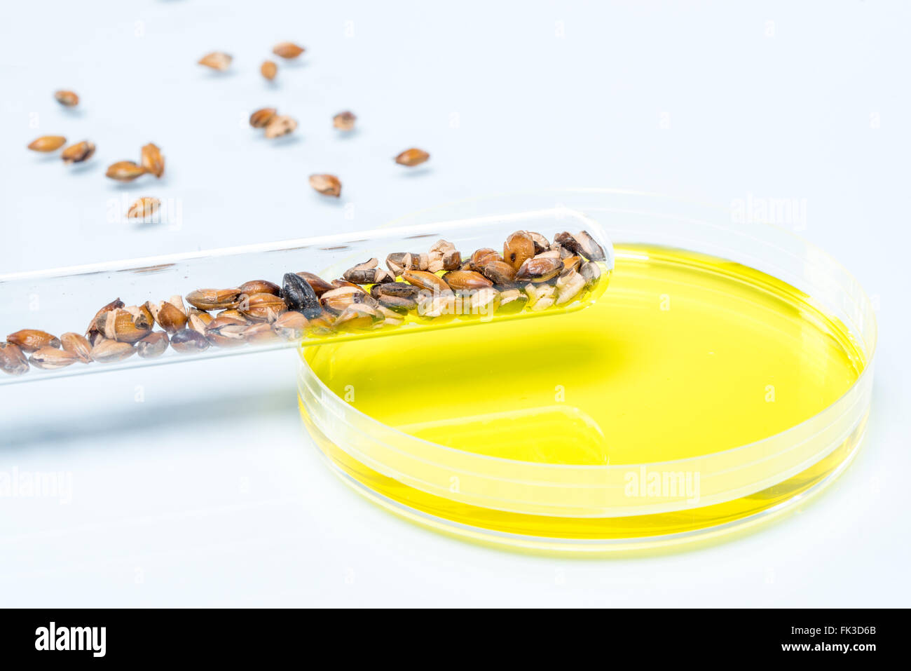 Wheat genetically modified, Plant Cell science Stock Photo - Alamy
