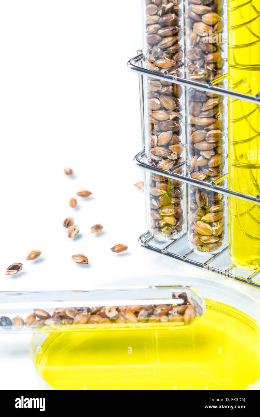 Wheat genetically modified, Plant Cell science Stock Photo - Alamy