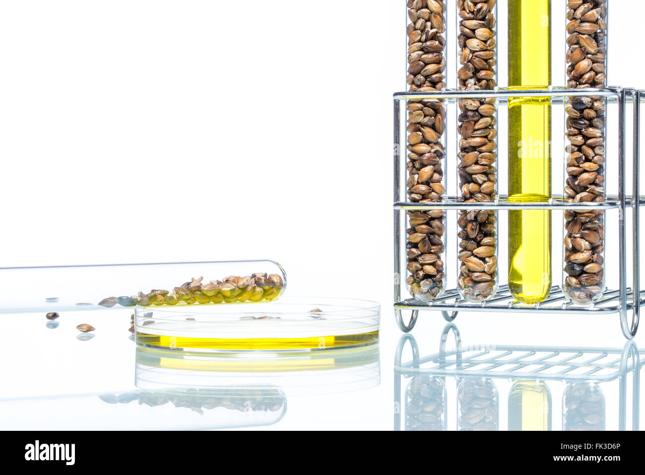 Wheat genetically modified, Plant Cell science Stock Photo - Alamy