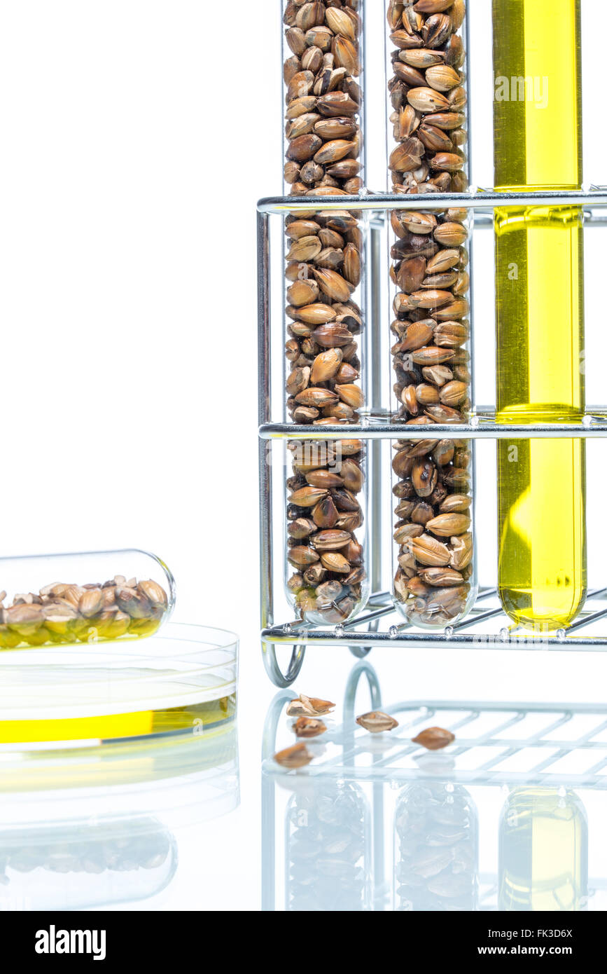 Wheat genetically modified, Plant Cell science Stock Photo - Alamy