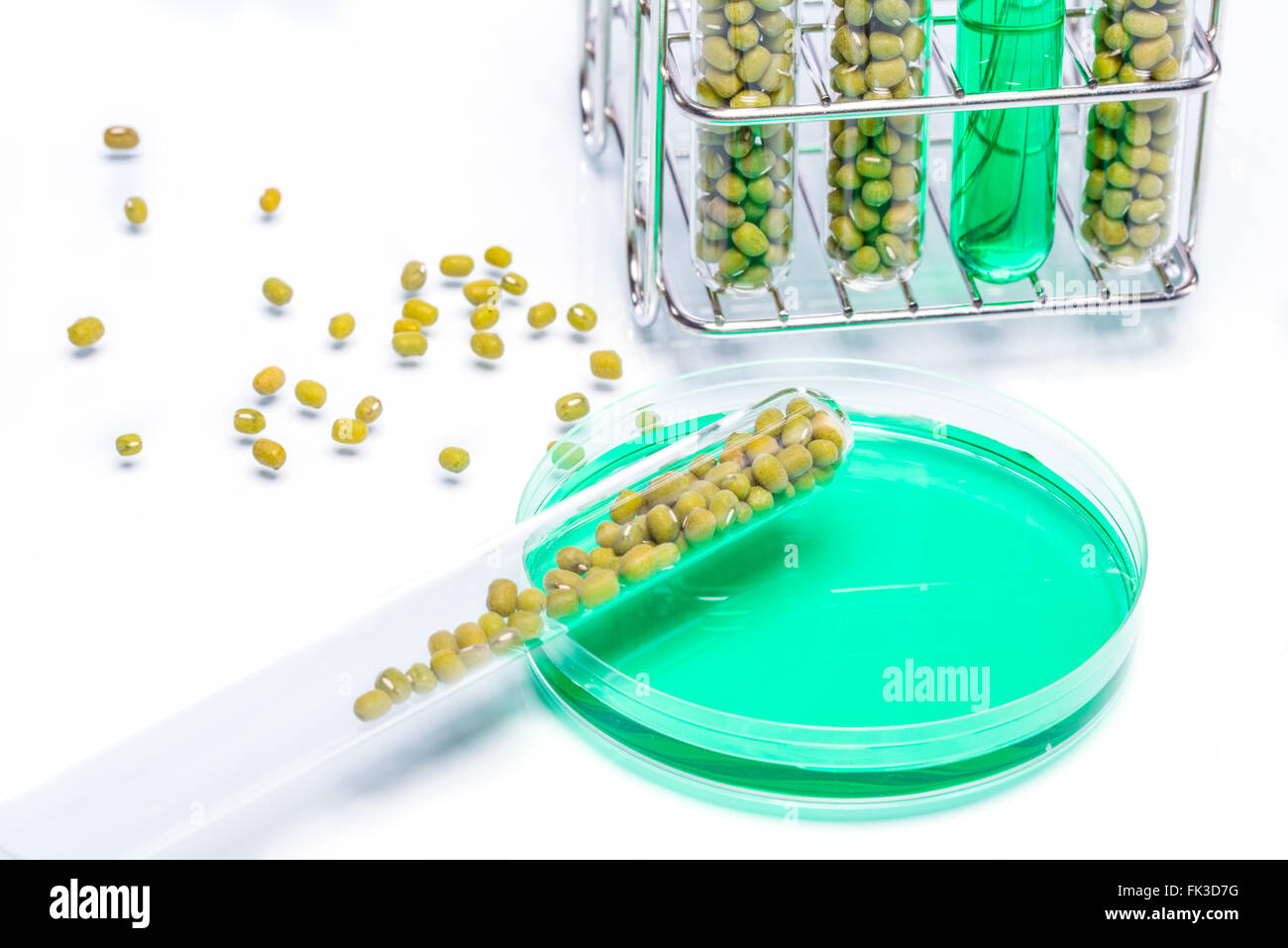Mung Bean genetically modified, Plant Cell biotechnology Stock Photo ...