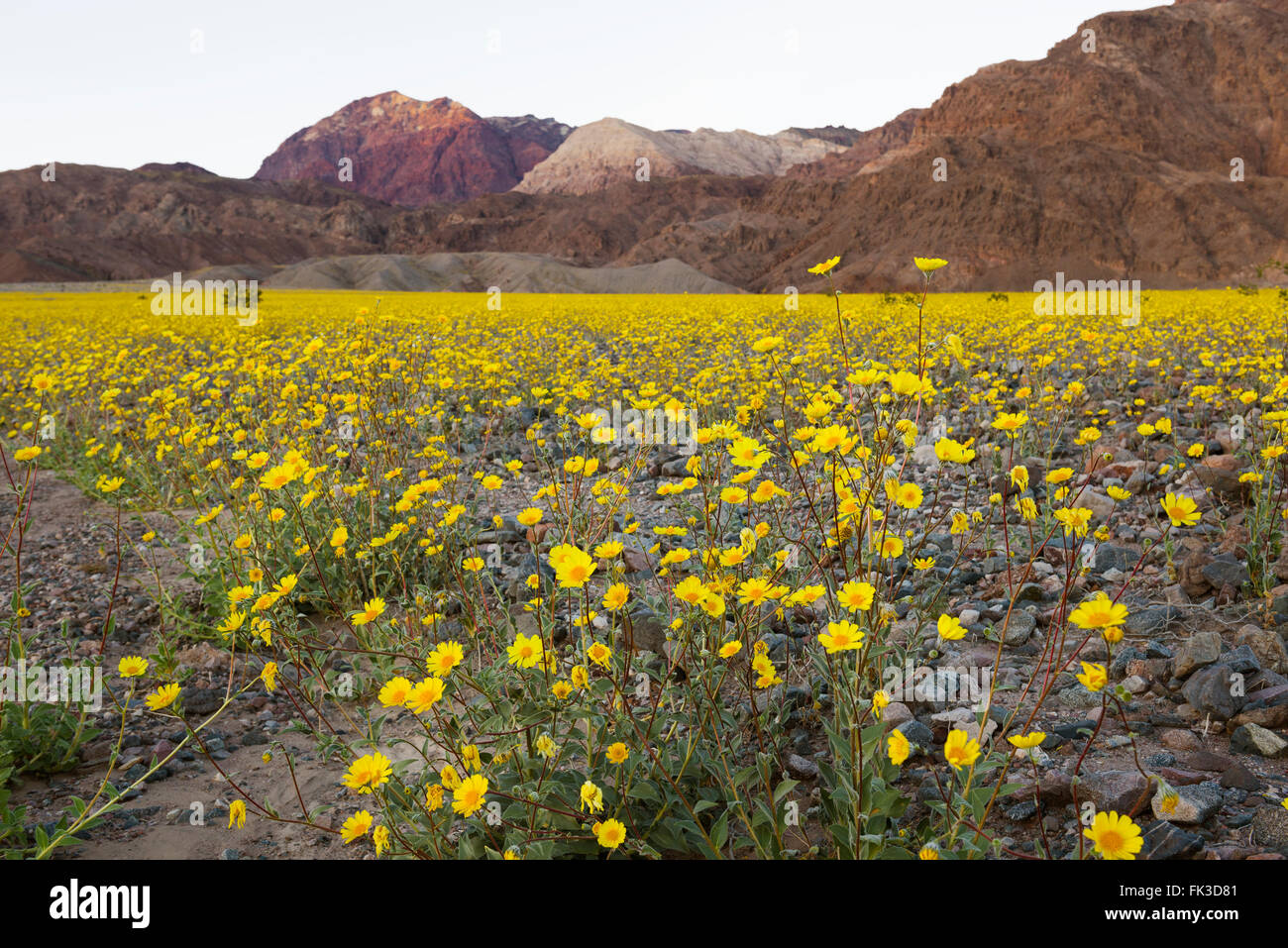 Covered in bloom hi-res stock photography and images - Alamy