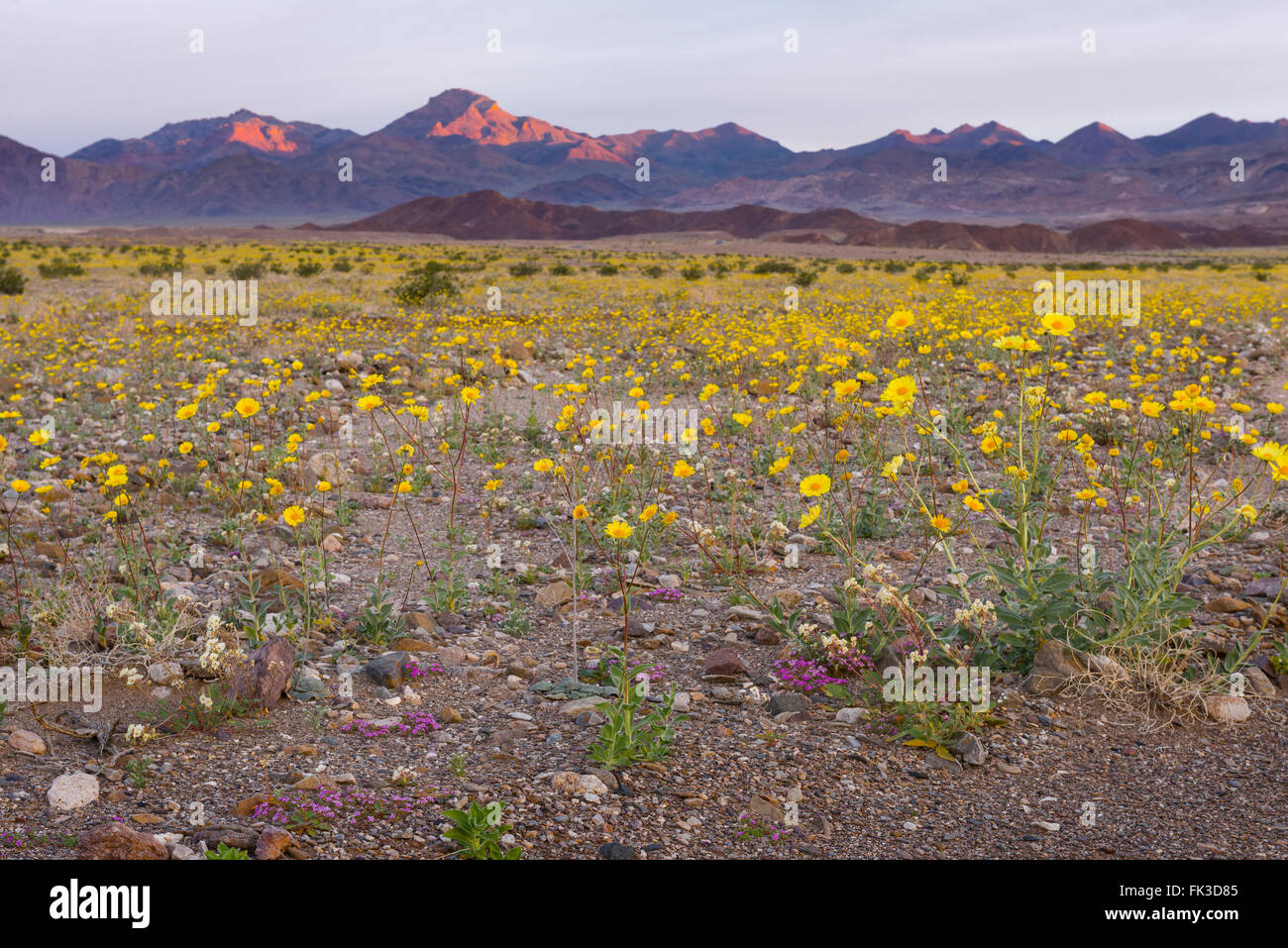 The wildflower covered roads and valley floor in Death Valley National ...
