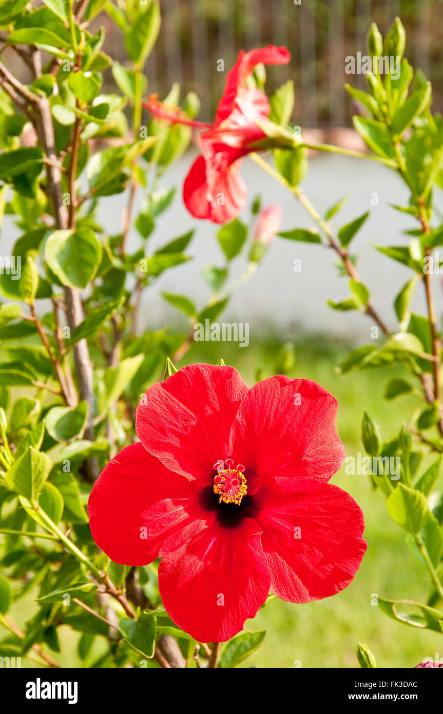 Red flower succulents hi-res stock photography and images - Alamy