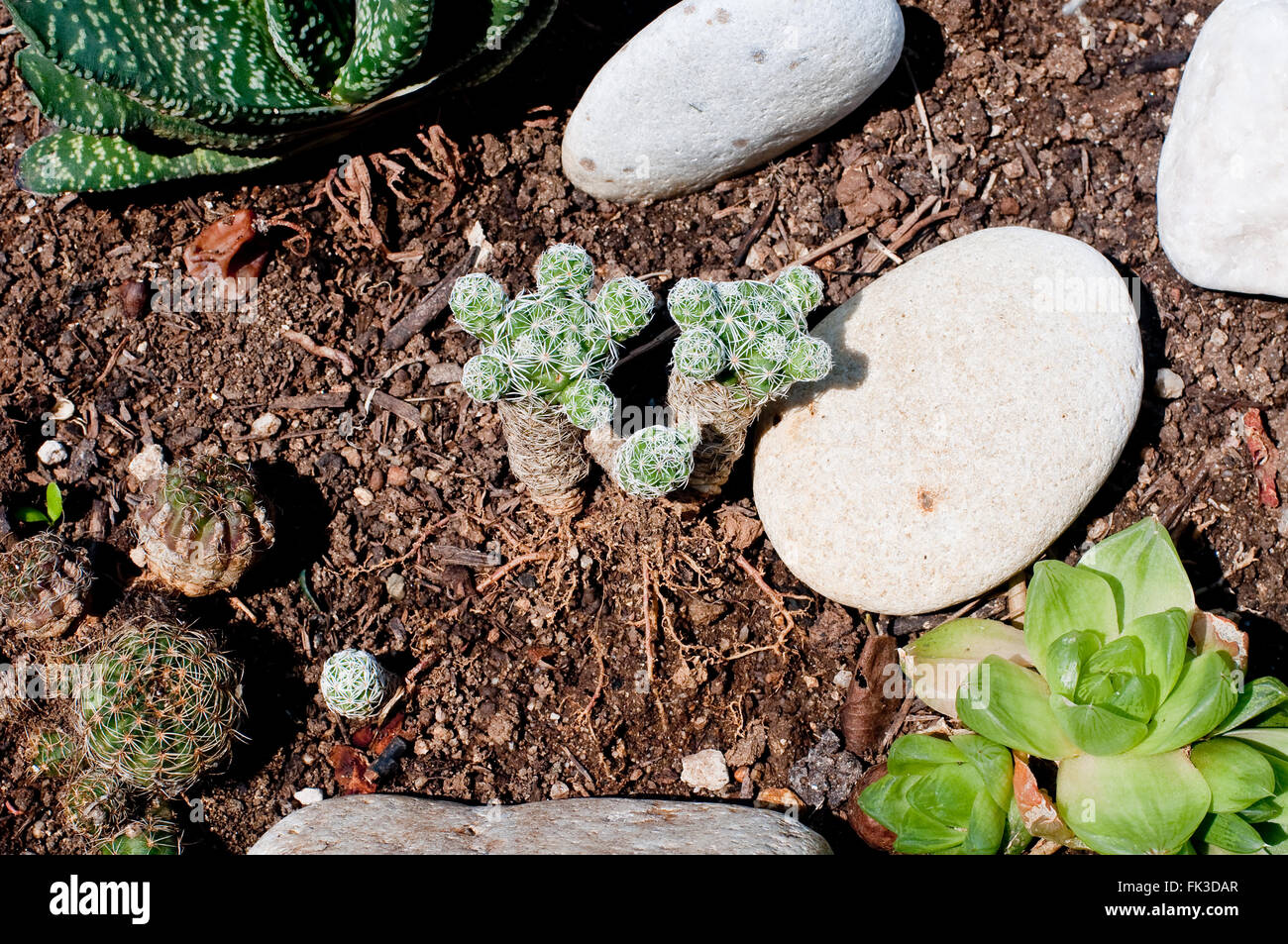How to grow succulents hi-res stock photography and images - Alamy