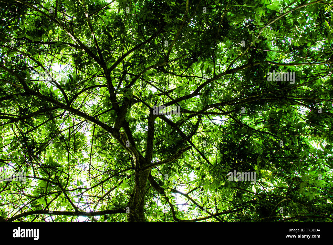 Leafy Tree Silhouette Stock Photo - Alamy