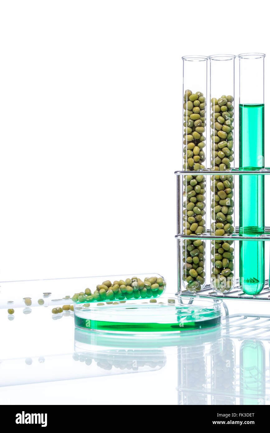 Mung Bean genetically modified, Plant Cell biotechnology Stock Photo ...