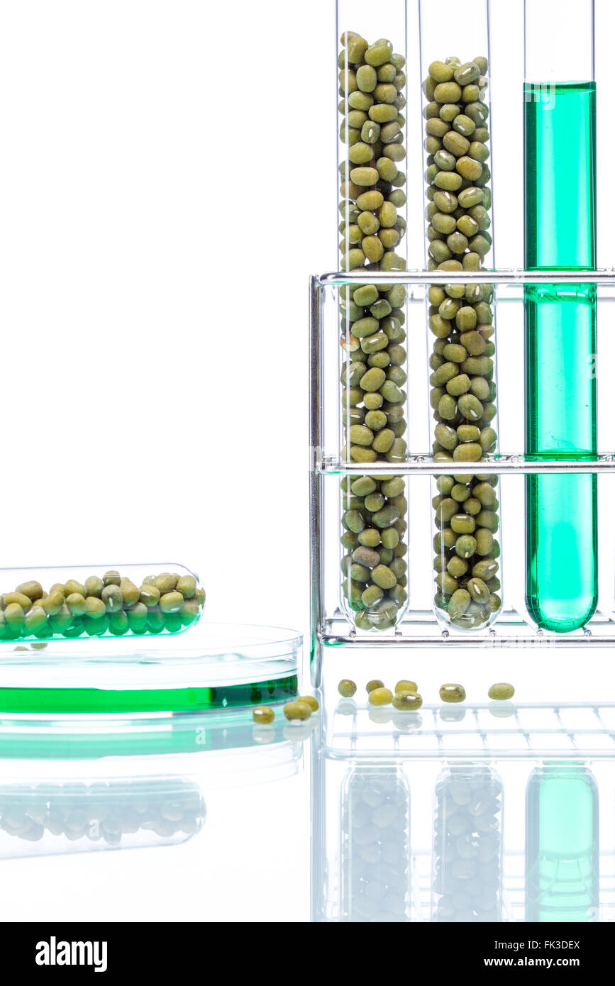 Mung Bean genetically modified, Plant Cell biotechnology Stock Photo ...