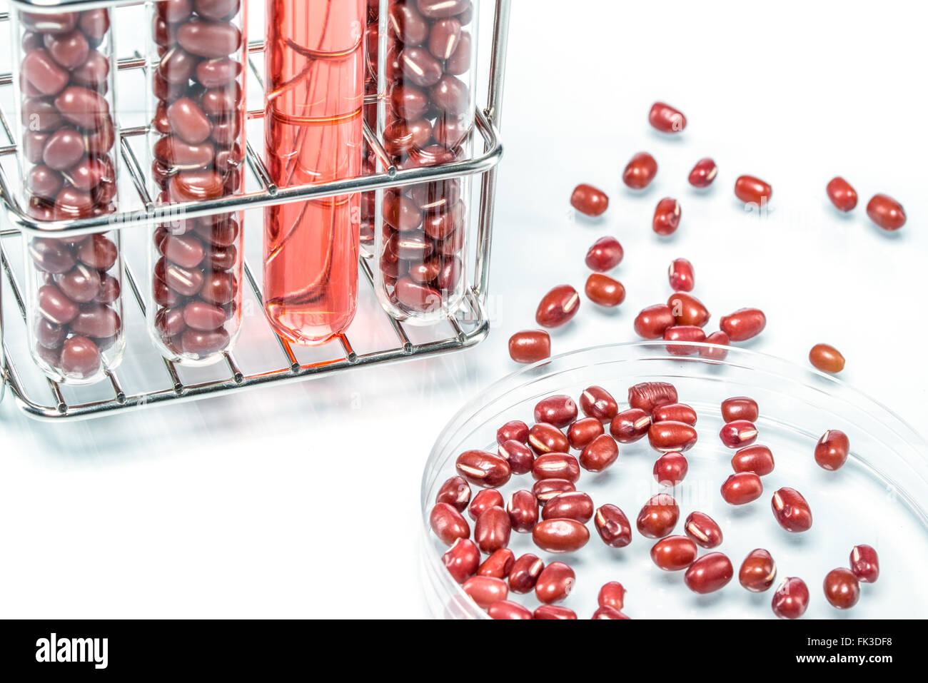 Red beans genetically modified, Plant Cell biotechnology Stock Photo ...