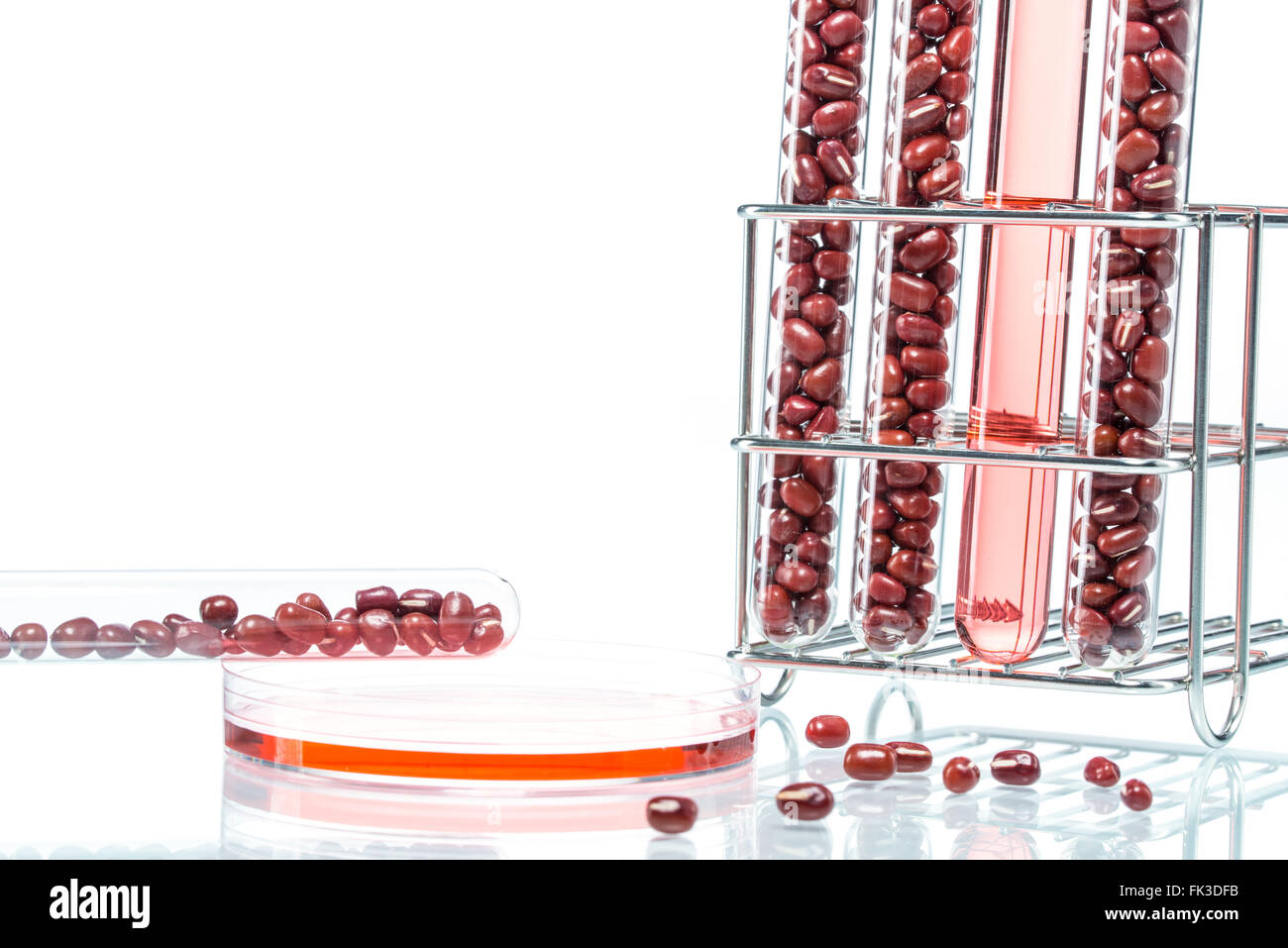 Red beans genetically modified, Plant Cell biotechnology Stock Photo ...