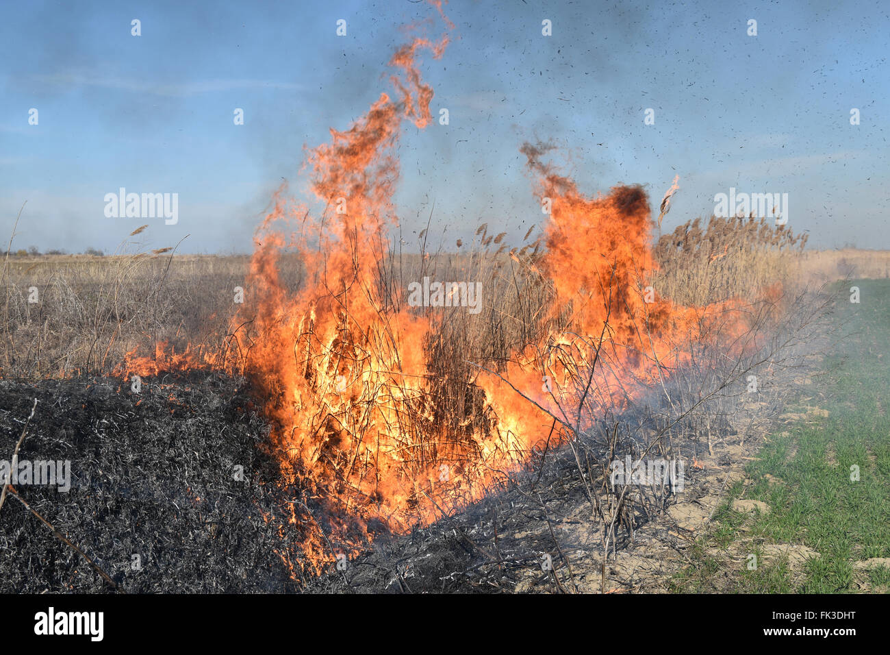 Burning dry grass and reeds. Cleaning the fields and ditches of the ...