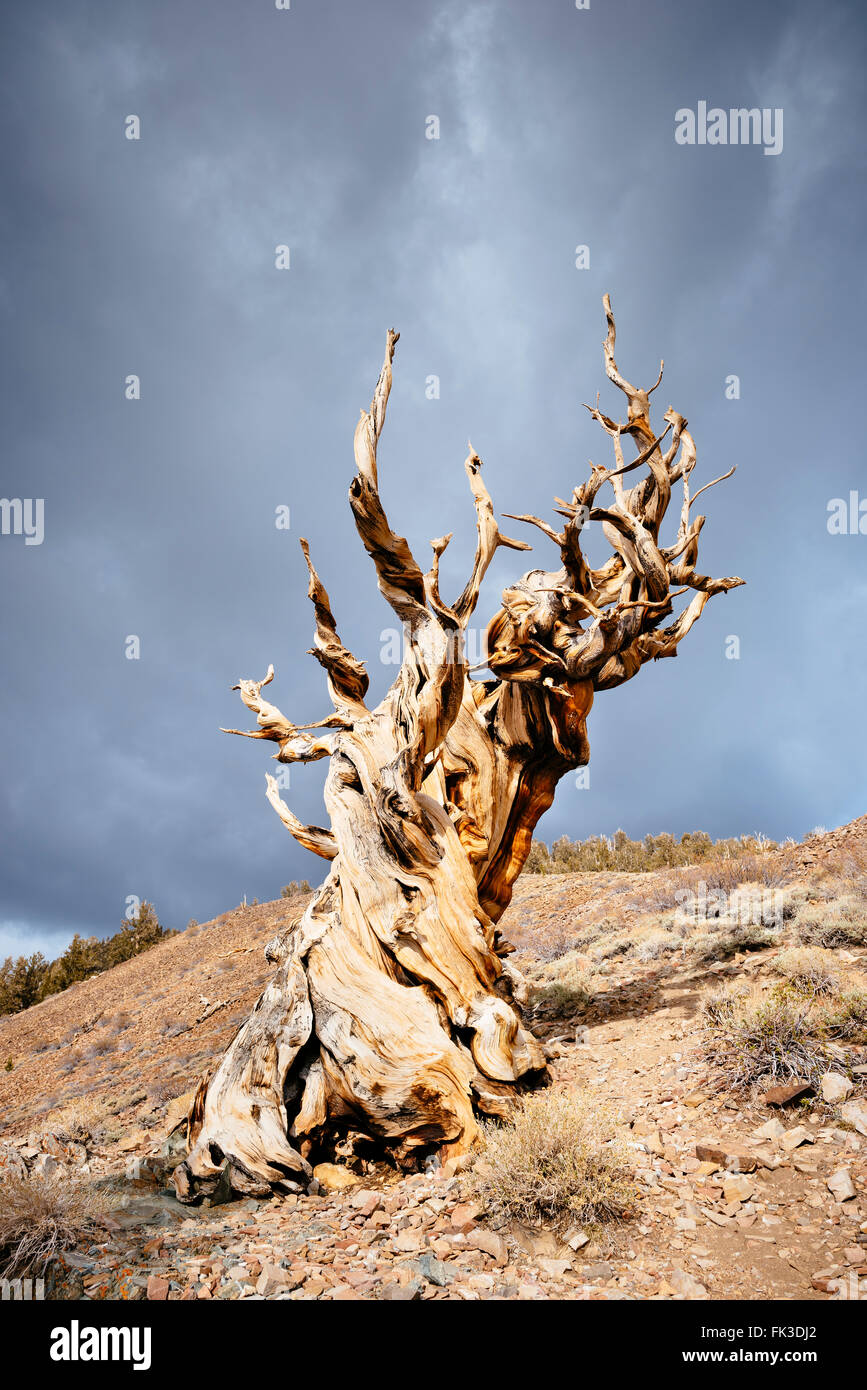 Big Gnarly Tree High Resolution Stock Photography and Images - Alamy