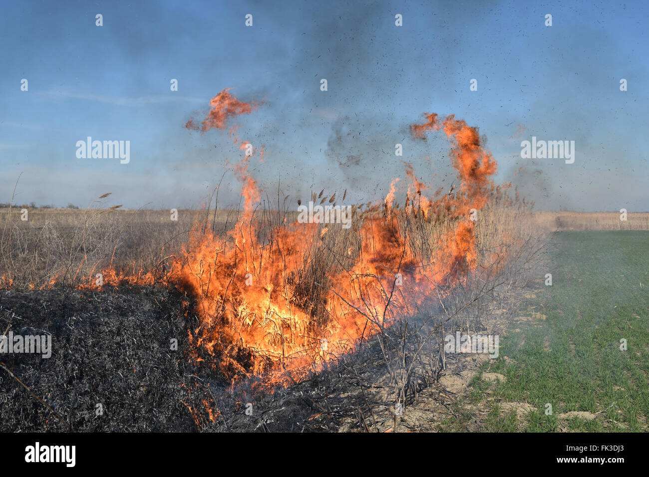 Burning dry grass and reeds. Cleaning the fields and ditches of the ...