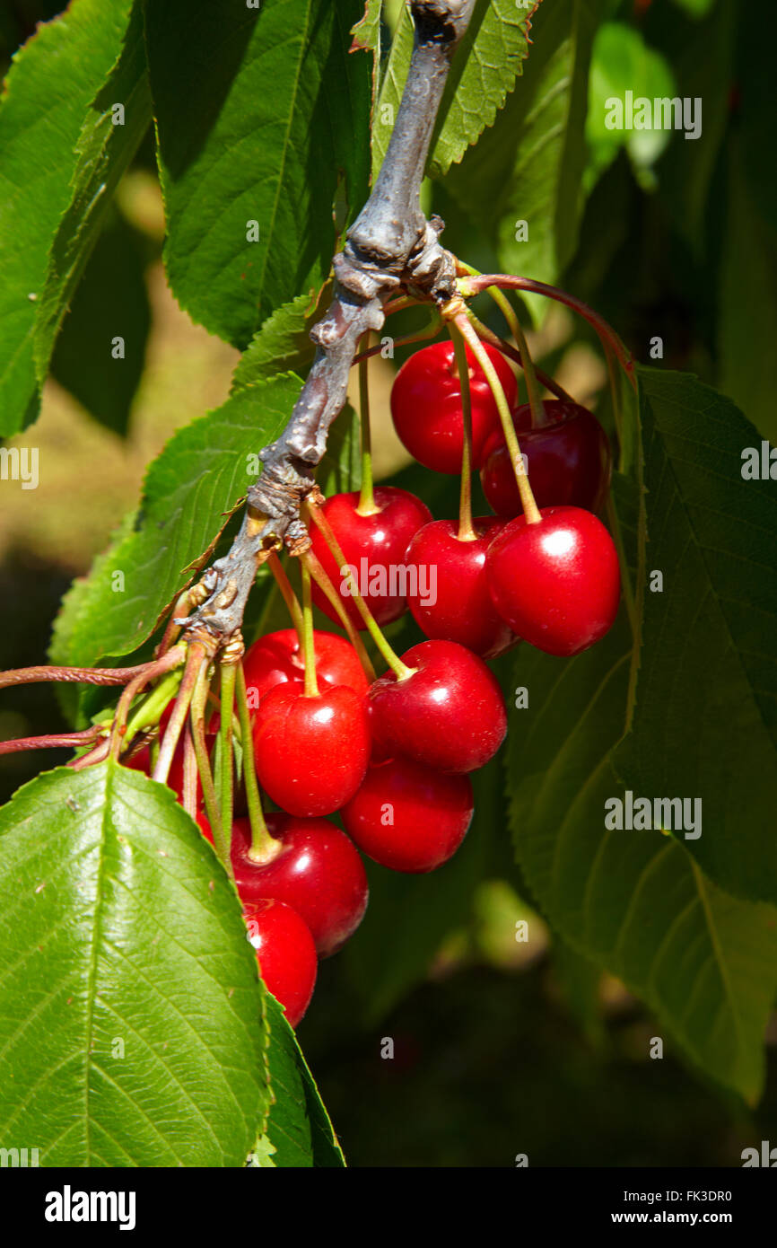 Cherry Orchard High Resolution Stock Photography and Images - Alamy