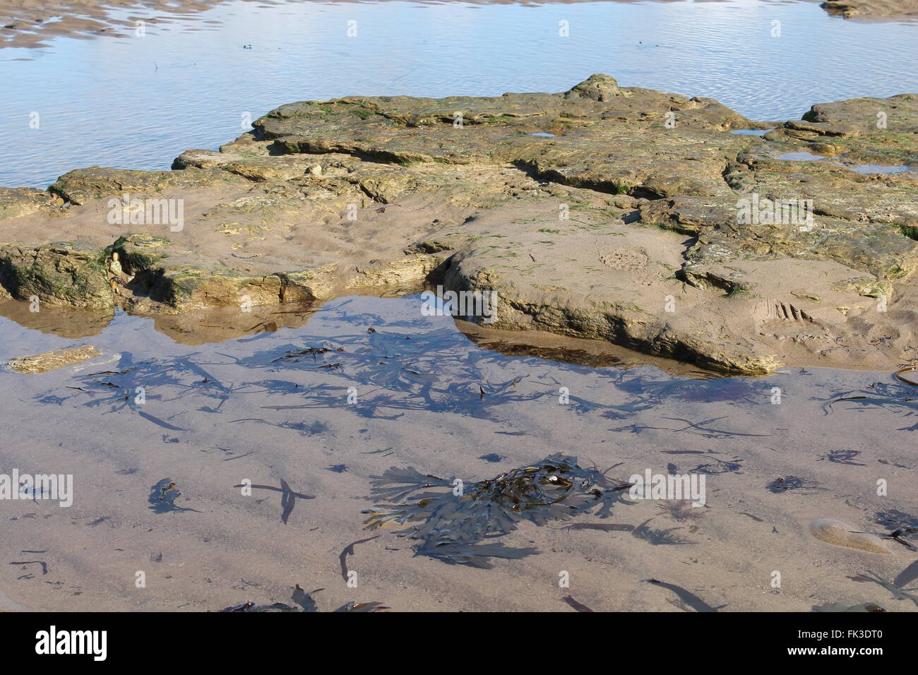 Rock pools and seaweed at beach Stock Photo - Alamy