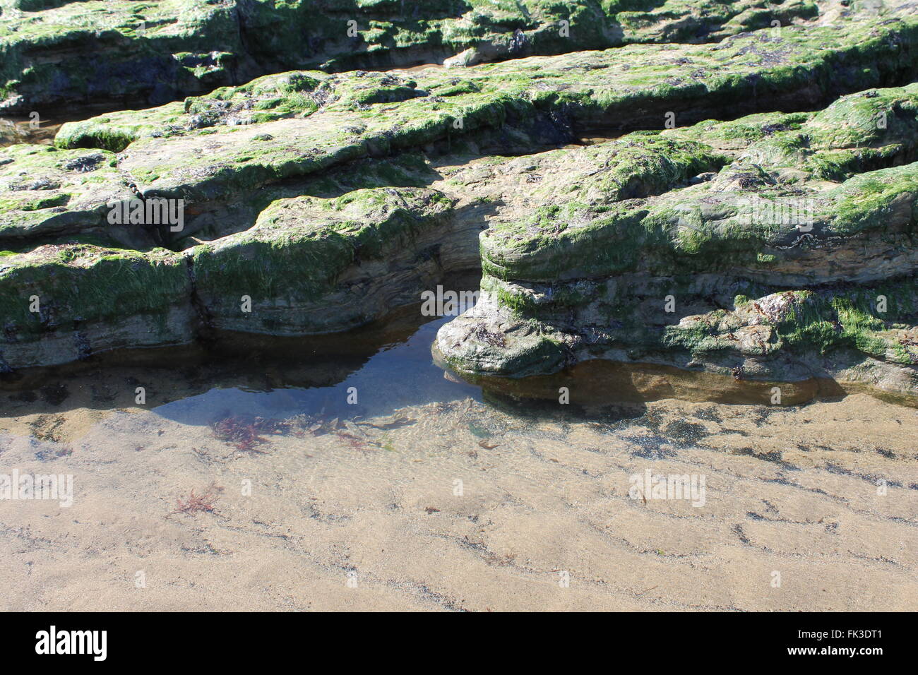 Rock pools and seaweed at beach Stock Photo - Alamy