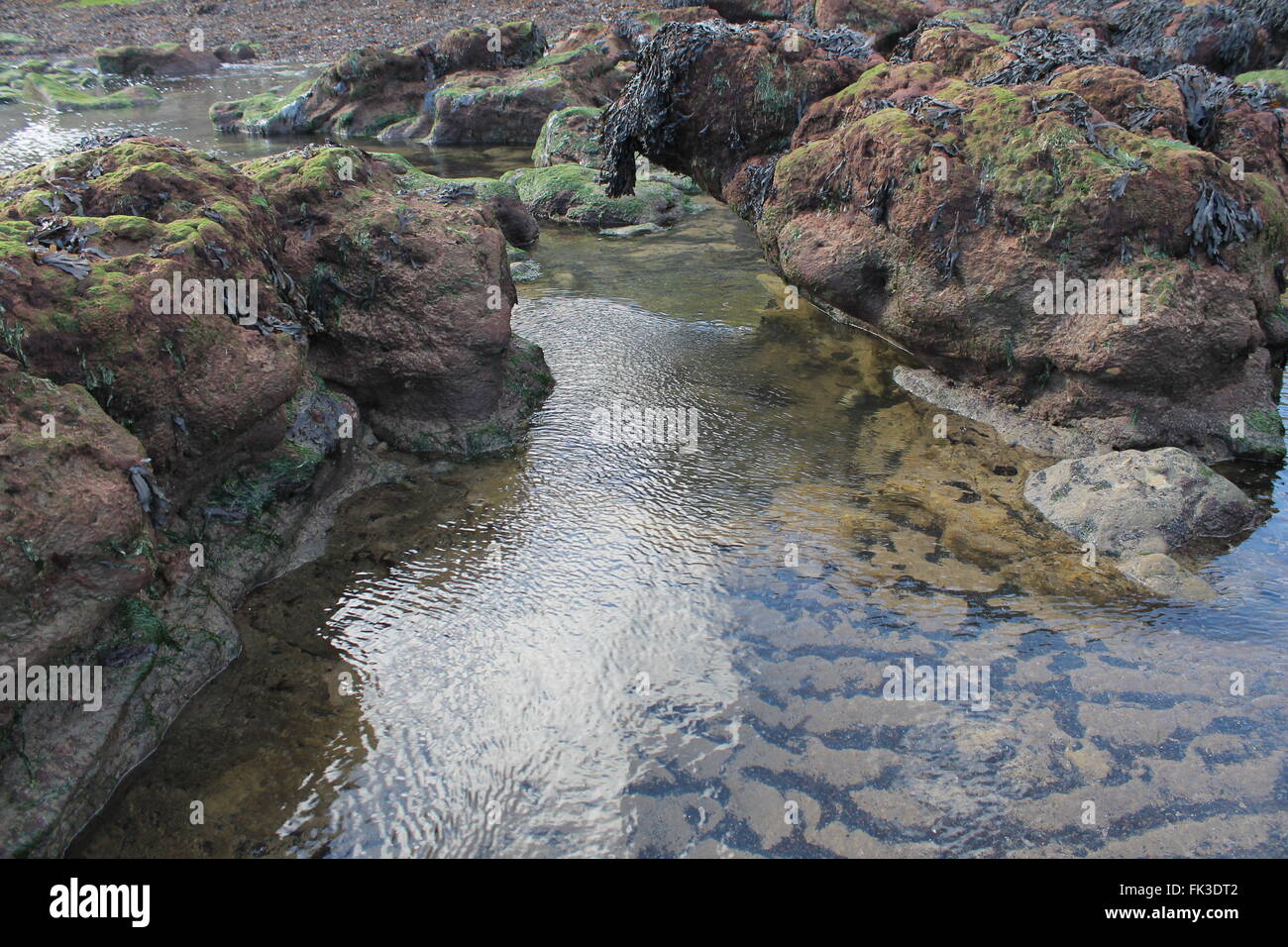 Rock pools and seaweed at beach Stock Photo - Alamy