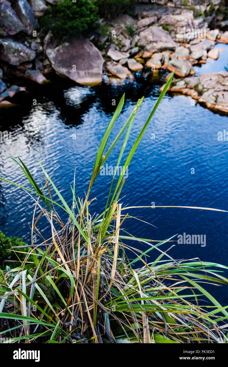 Grass over Water, Lencois, Brazil Stock Photo - Alamy