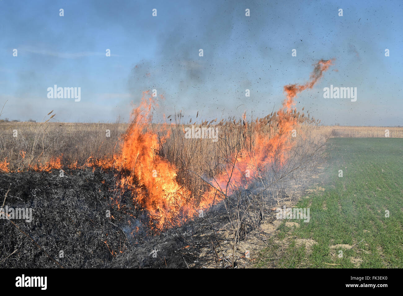 Burning dry grass and reeds. Cleaning the fields and ditches of the ...