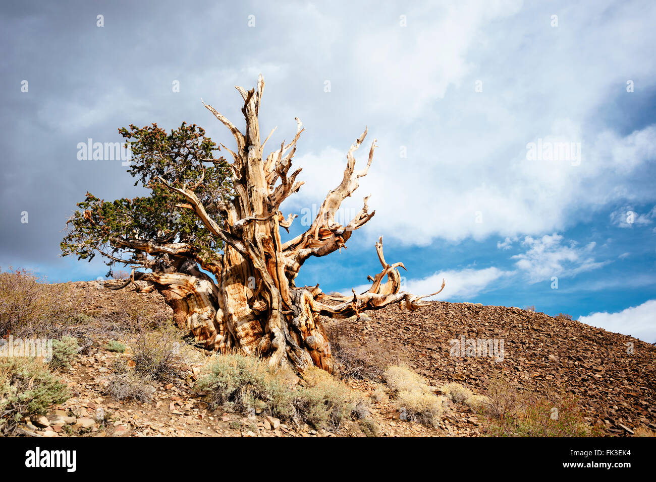 Great basin bristlecone pine tree (pinus longaeva) along the Discovery ...