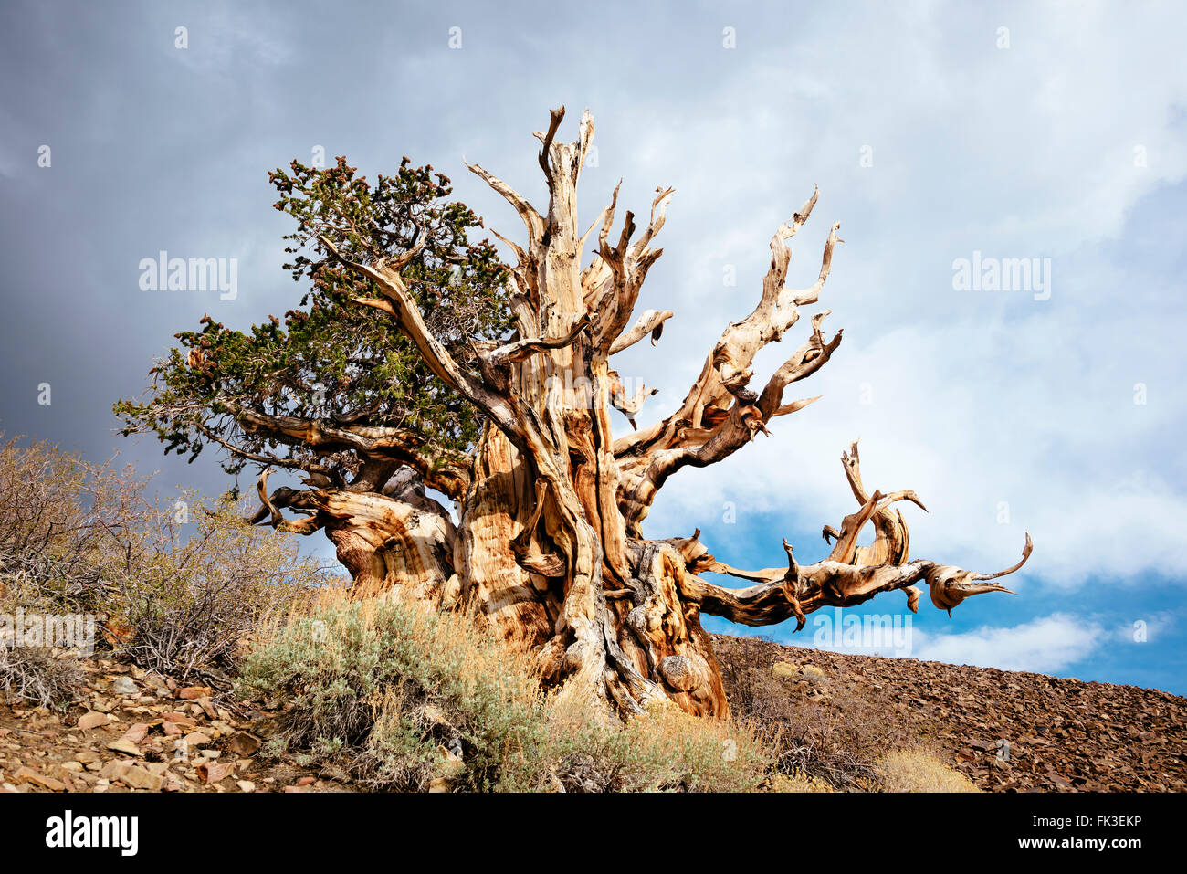 Great basin bristlecone pine tree (pinus longaeva) along the Discovery ...