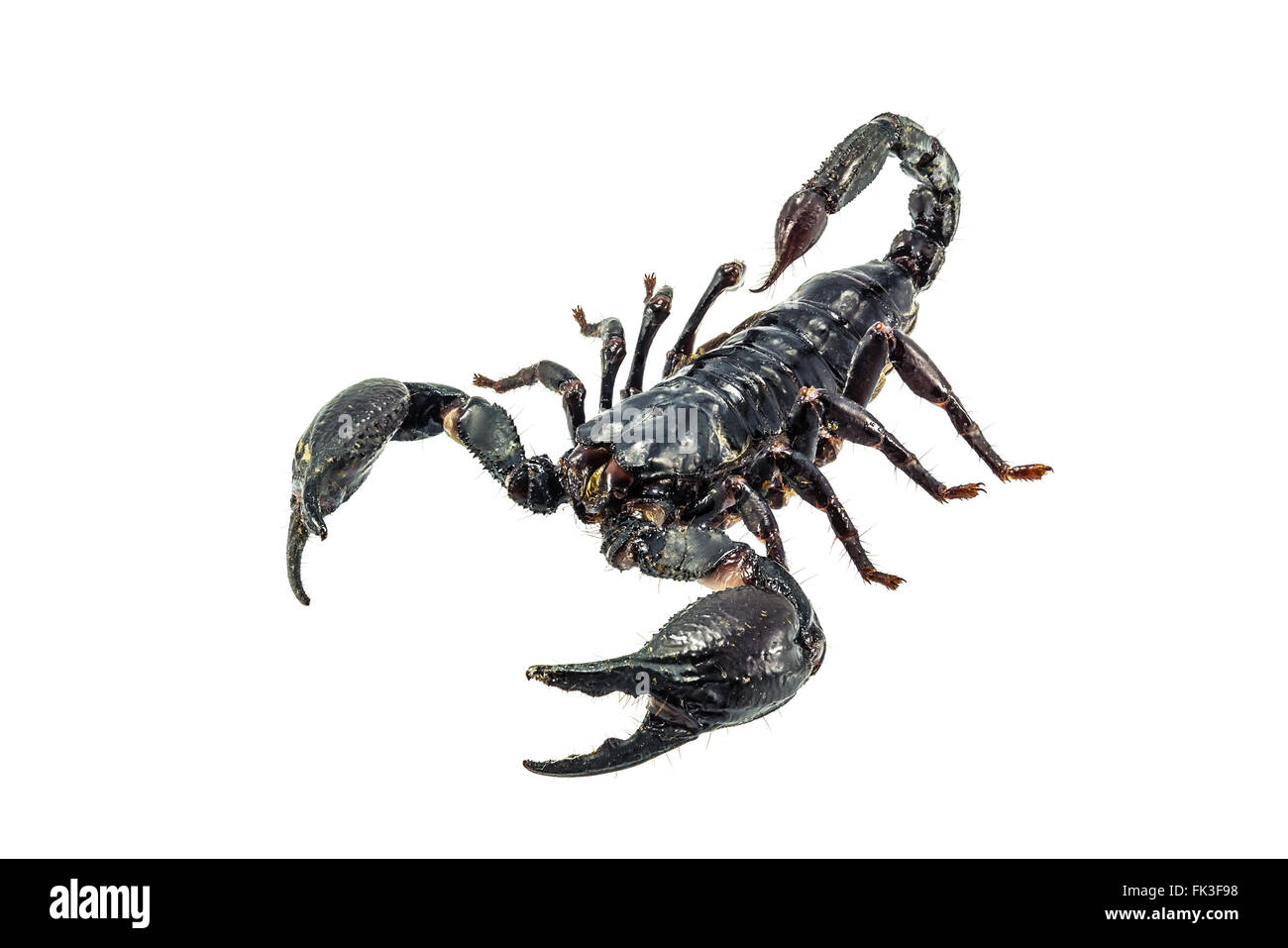 Black scorpion black scorpion Cut Out Stock Images & Pictures - Alamy