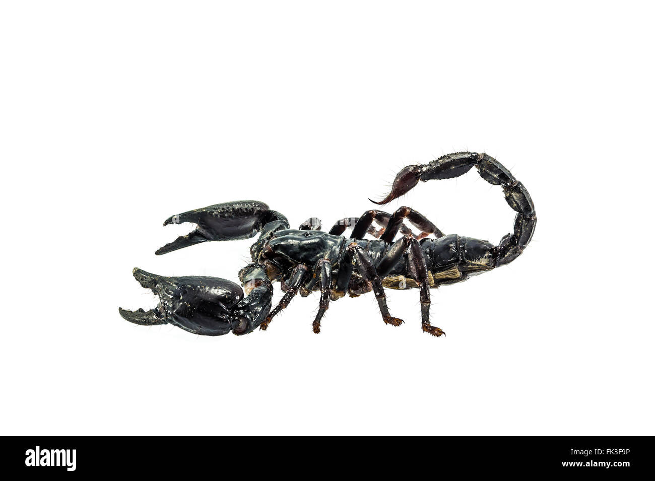 Scorpion fight hi-res stock photography and images - Alamy