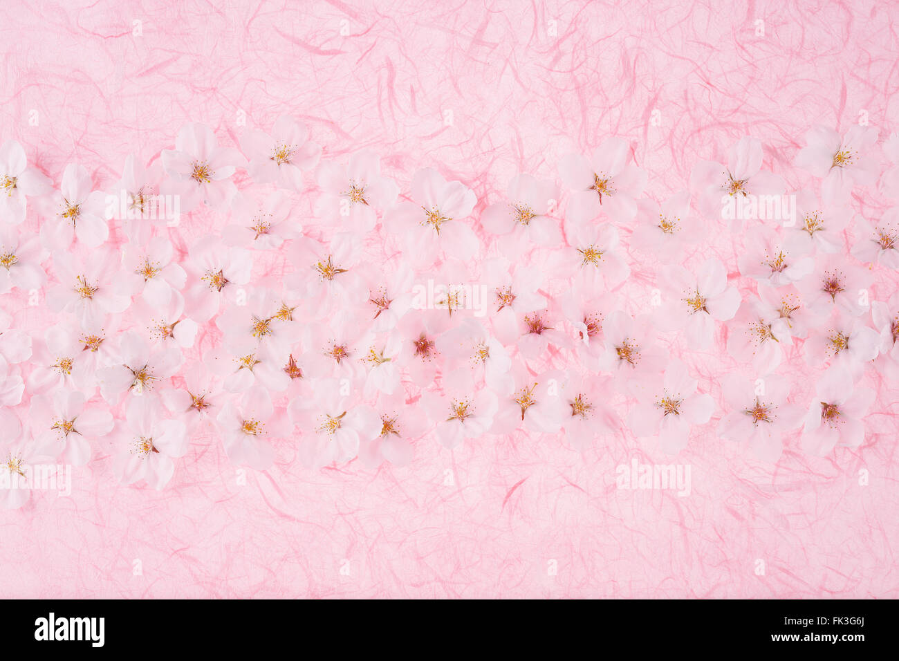 Cherry blossoms on paper Stock Photo - Alamy
