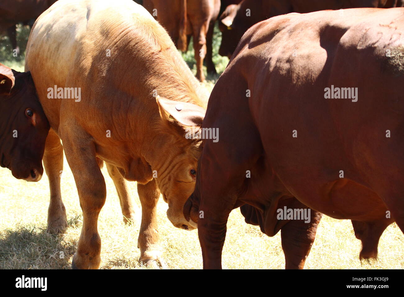 Santa Gertrudis Bulls