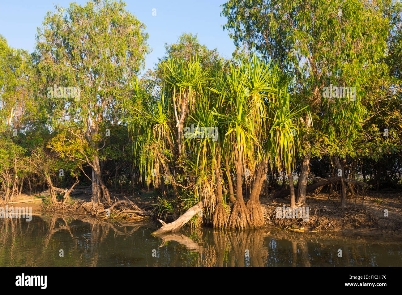 Pandanus northern territory hi-res stock photography and images - Alamy