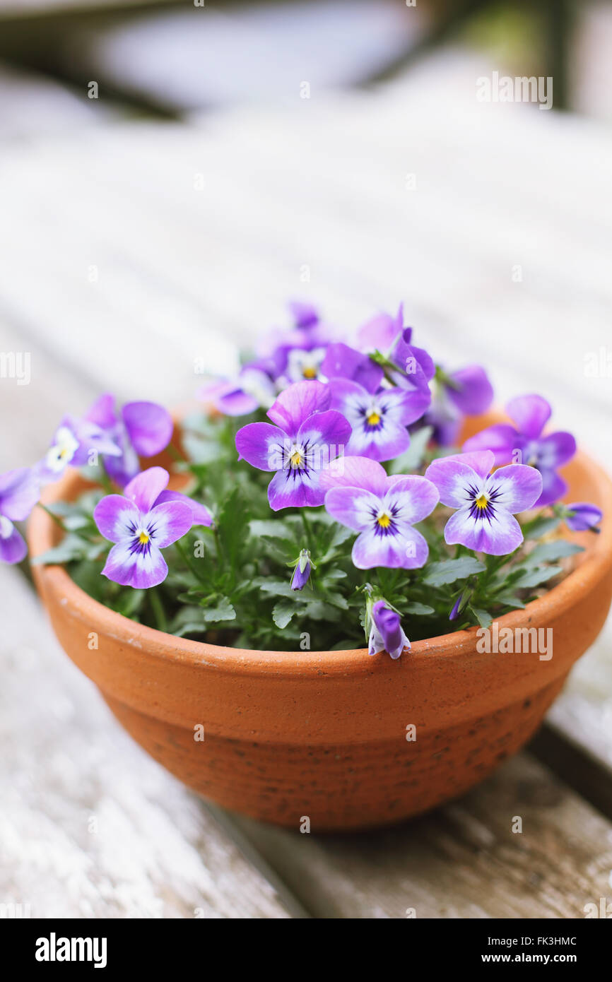 Potted flowers hi-res stock photography and images - Alamy