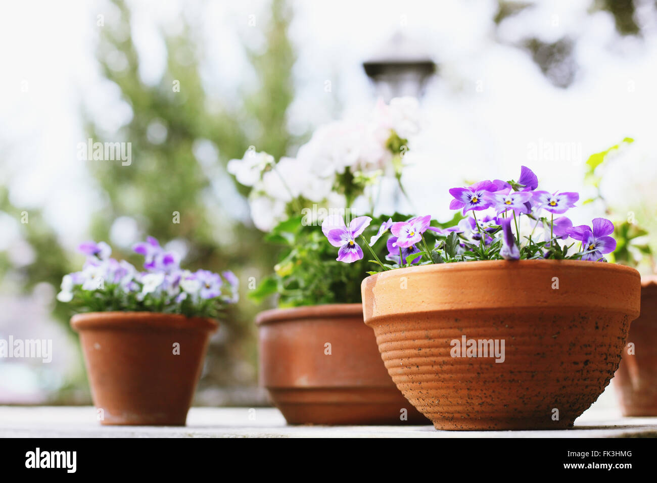 Potted Geranium High Resolution Stock Photography and Images - Alamy