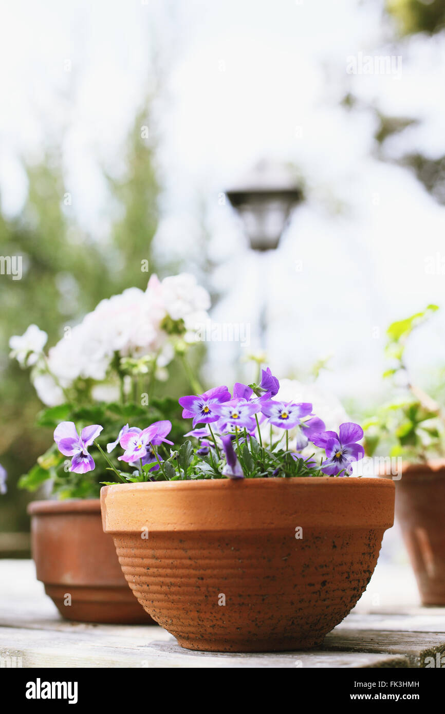 Potted flowers hi-res stock photography and images - Alamy