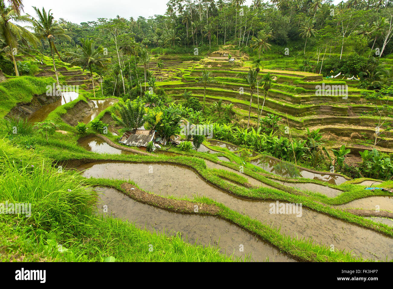 Green rice terraces in Ubud, Bali island, Indonesia Stock Photo - Alamy