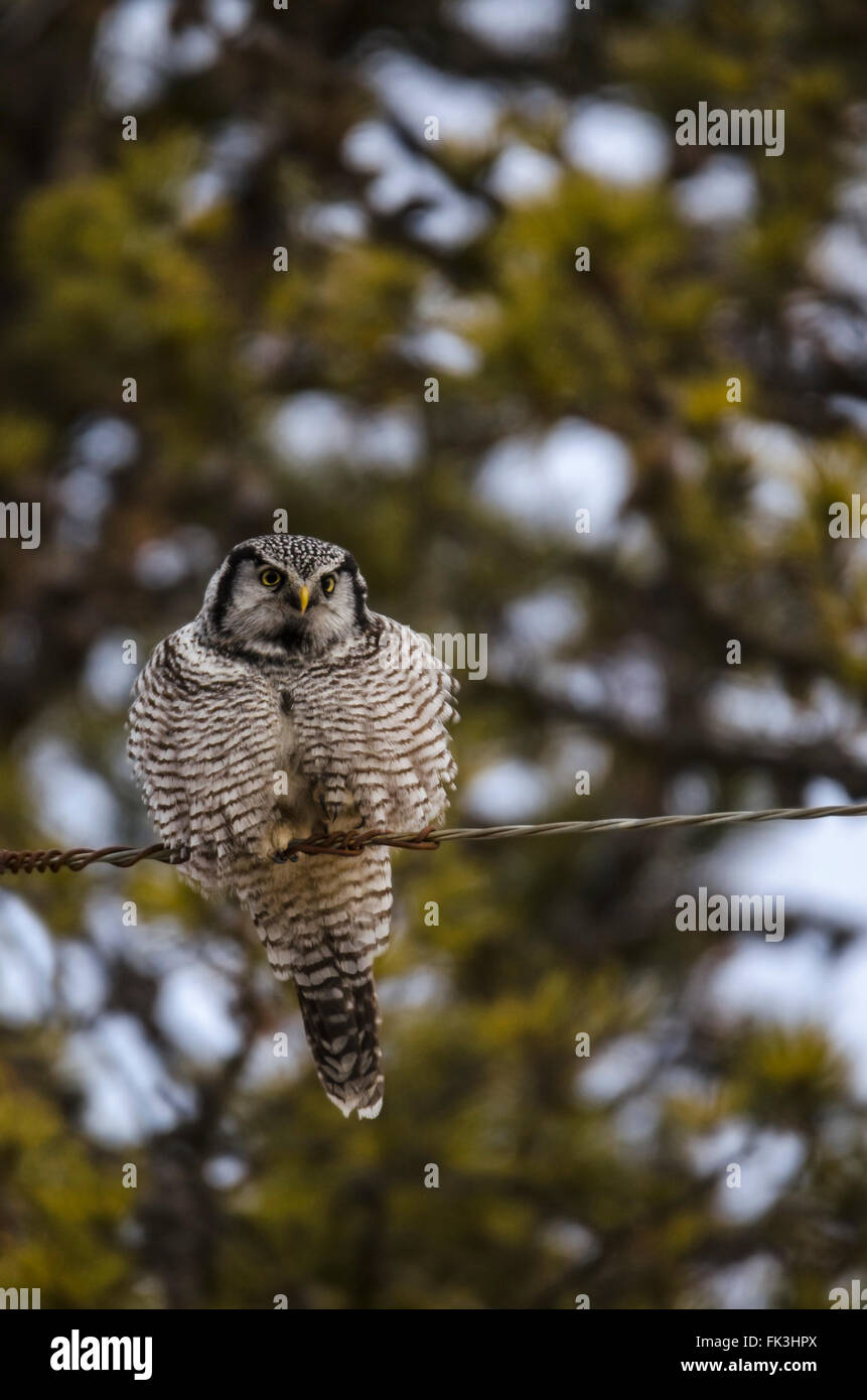 Fluffed up Northern Hawk Owl in the Alberta Foothills Stock Photo - Alamy
